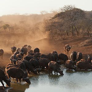Le mariage malien : une tradition petillante!